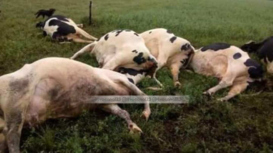 Pandillas matan a 6 vacas al no hallar a dueño en Concepción Batres ...