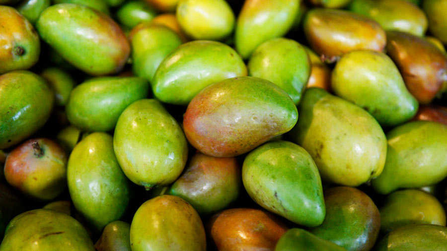 La exquisita y colorida fruta de temporada que disfrutan los ...