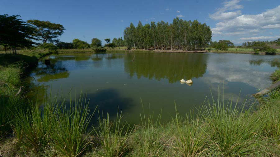 Riego de cultivos sin control amenaza al río Sensunapán de Sonsonate ...