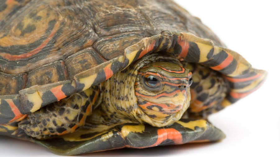 Conozca a las especies de tortugas que habitan en El Salvador ...