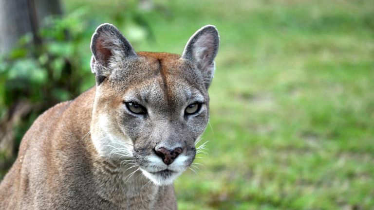 5 especies animales que se extinguieron de la Tierra | Noticias de El ...