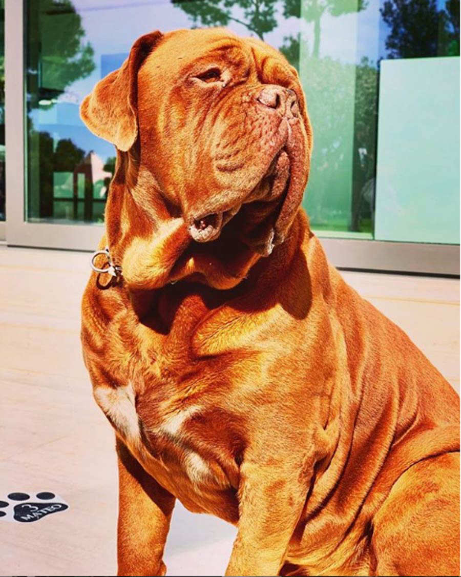 Hulk El Gigantesco Y Cariñoso Perro De Leo Messi