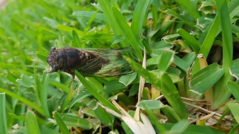 ¿Chicharras en julio? Medio Ambiente explica por qué este fenómeno ...