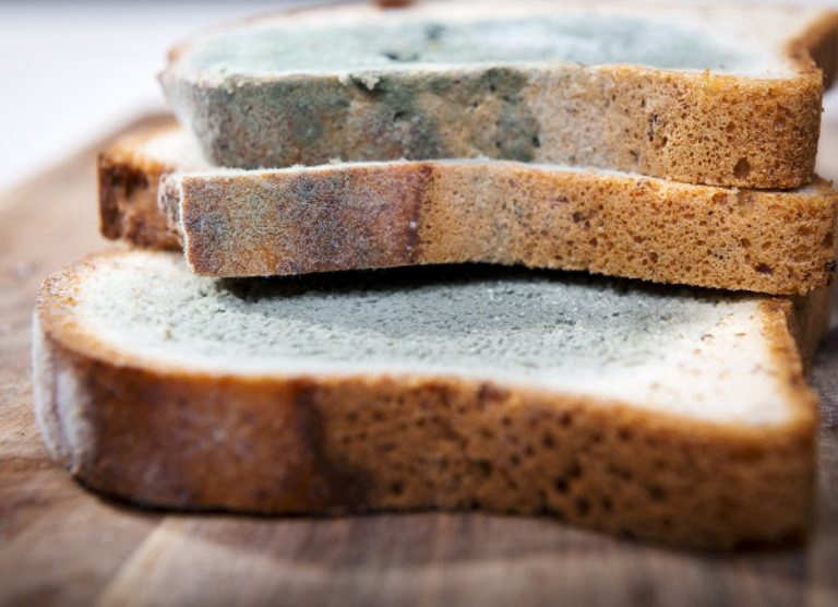 Pan con moho o “nacido”, ¿qué ocurre si te lo comes? | Noticias de El ...
