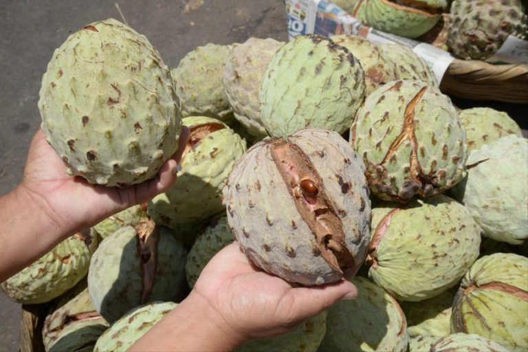 ¡Es temporada de anonas! Conoce las propiedades de esta rica fruta | Noticias de El Salvador ...