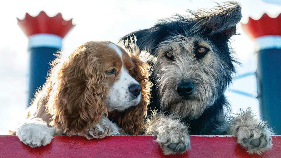 La trágica historia de Monte, el perro callejero que se convirtió en ...