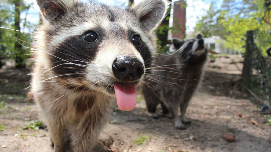 Video: Mapache estuvo a punto de protagonizar el robo perfecto en ...