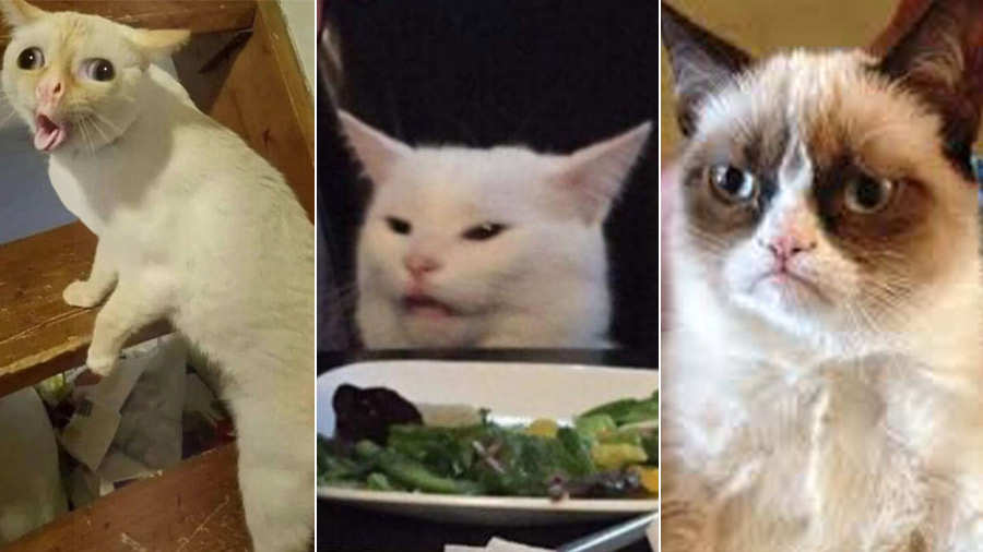 Estas imágenes prueban que los gatos son los reyes de los memes ...