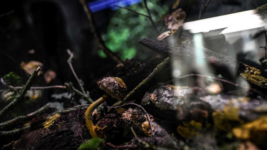 VIDEO: ¿Qué es el “blob”, la extraña masa amorfa que se exhibe en París ...