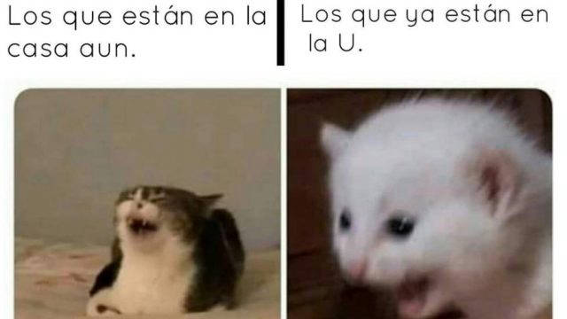Los memes de gatos más populares del 2019, ¿cuál es tu favorito ...
