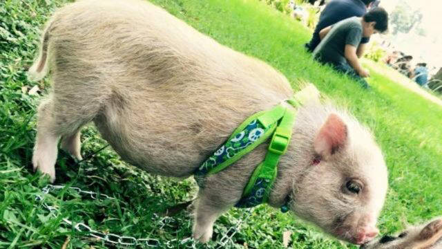 ¿Te gustaría tener un cerdito como mascota? Los mini pigs, una ...