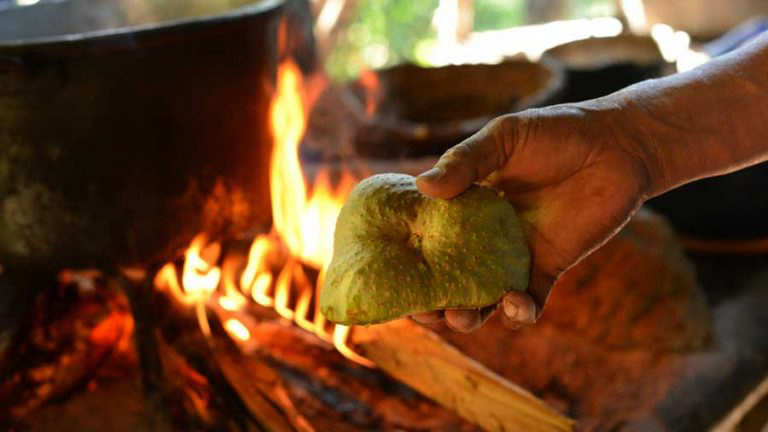 Cultivo de “papa de aire”: el descubrimiento de Silverio, un agricultor ...