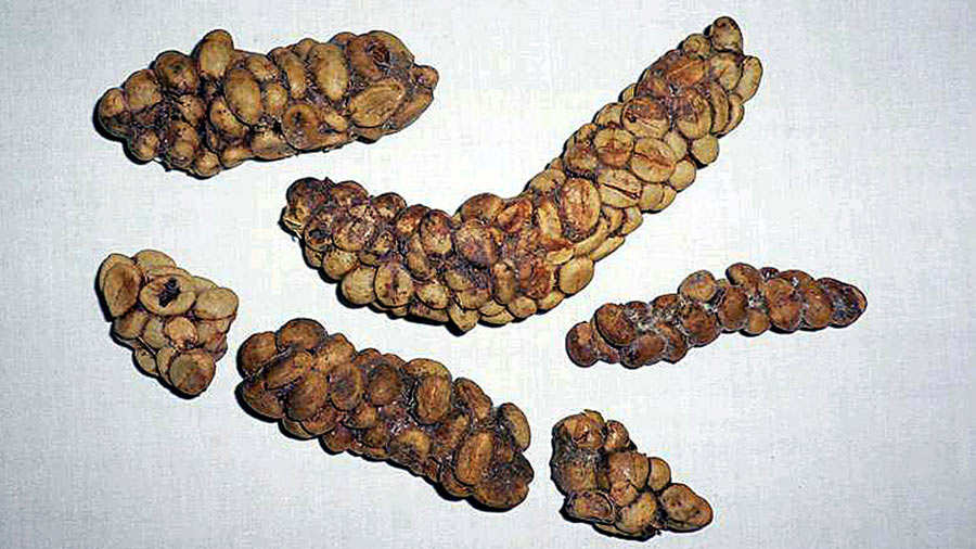 ¿El café más caro del mundo proviene del excremento de un animal ...