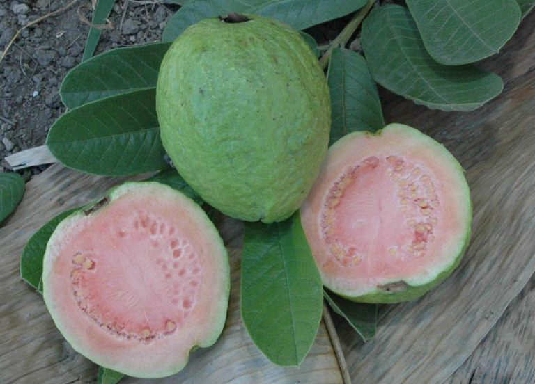 Frutas Tropicales De Su Extravagante Sabor A Sus Grandes Propiedades Noticias De El Salvador