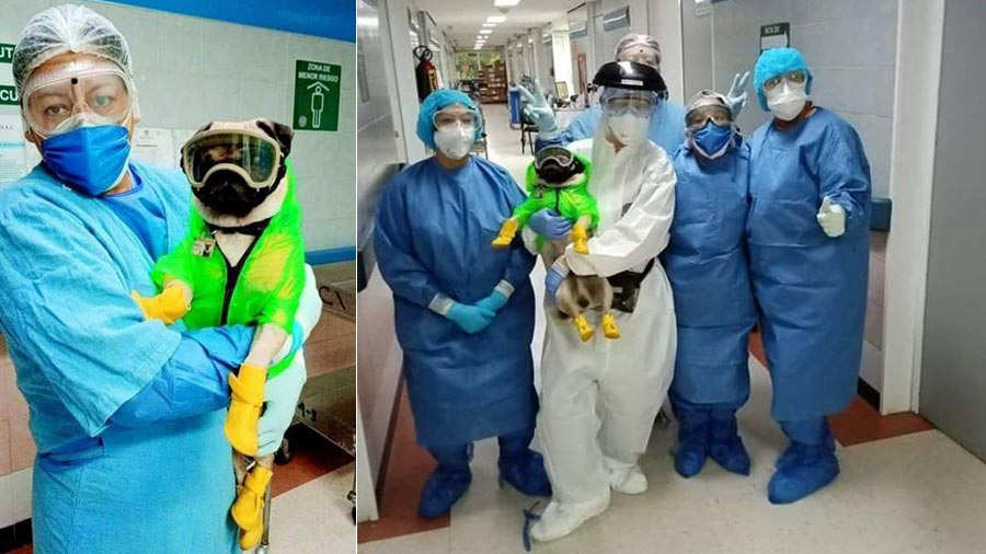 Harley “El Tuerto”, el perro terapeuta que ayuda al personal médico en ...