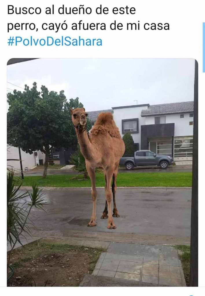 El polvo del Sahara ha generado los mejores memes en Internet ...