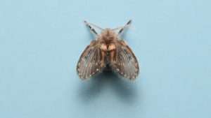 Estos 5 bichos indeseables aparecen en tu casa cuando hay problemas de ...