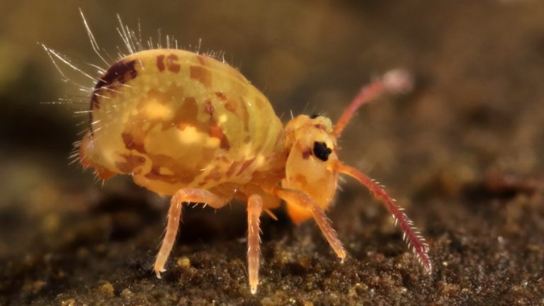 Estos 5 bichos indeseables aparecen en tu casa cuando hay problemas de ...
