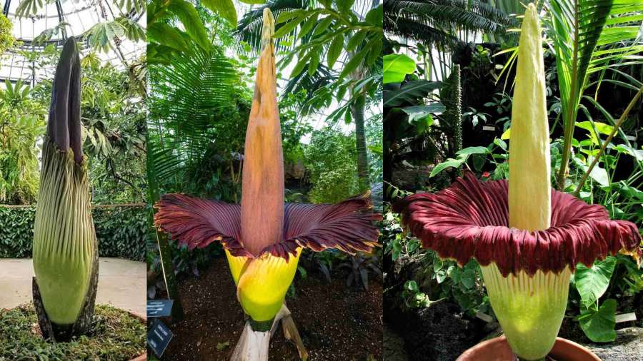 VIDEO: ¿Conoces la “flor cadáver” con olor a podrido? La extraña planta ...