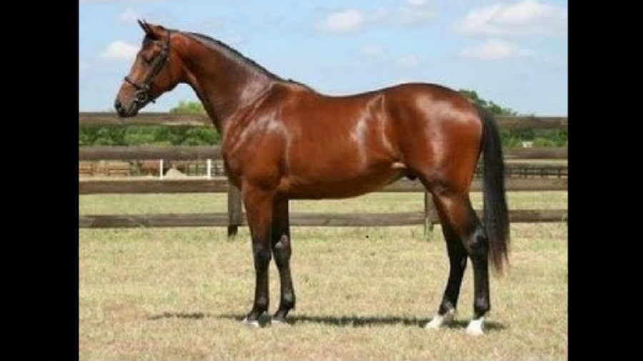 Conoce a Galileo el caballo que vale más que Messi y Cristiano juntos ...