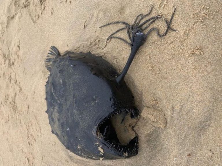 ¡Insólito! Un extraño pez con colmillos y tentáculos fue encontrado en ...