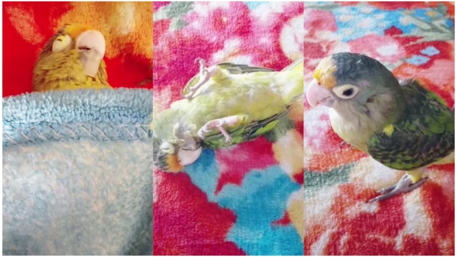 VIDEOS. Perico se roba el show y conquista TikTok, por su peculiar ...
