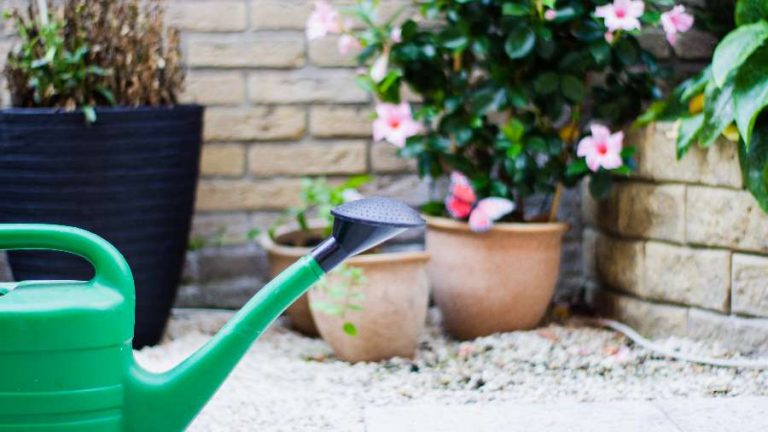 5 buenas razones para regar tus plantas de interior con agua de lluvia ...