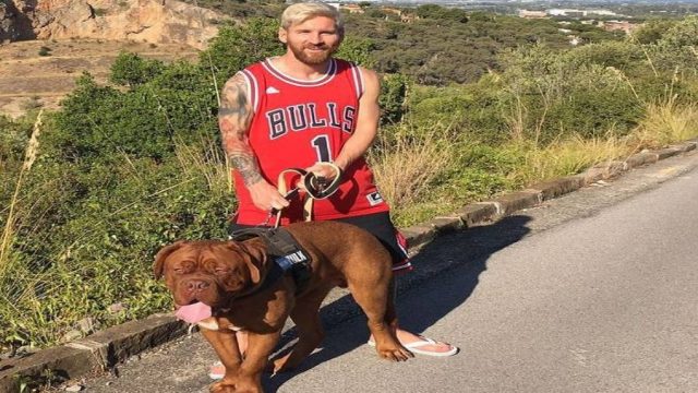 Qué pasó con Hulk, el exclusivo perro gigante de Messi tras la mudanza ...