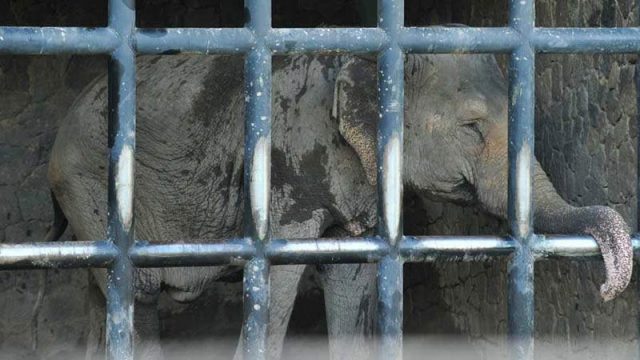 ¿Recuerdas a Manyula?, la elefanta que se ganó el cariño de varias ...