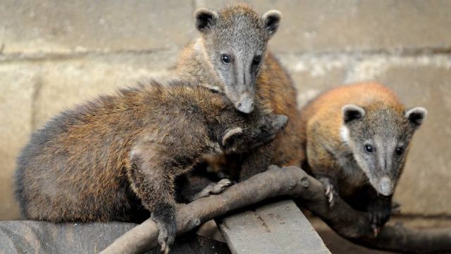 Estos 4 animales producen en su organismo un grano de café que vale oro ...