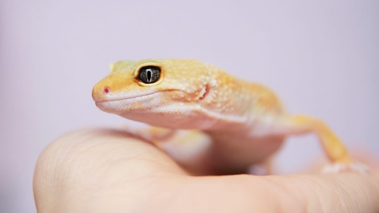 ¿Son peligrosos los geckos que habitan en casa? | Noticias de El ...