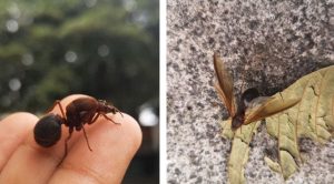 Cinco países donde los zompopos de mayo son un manjar - Noticias de El ...