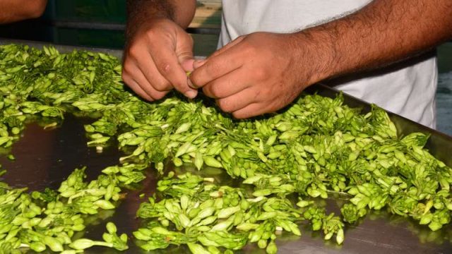 San Lorenzo revive su Festival del Loroco - Noticias de El Salvador