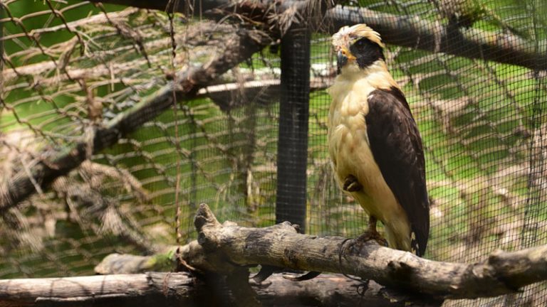 Mayoría de animales del Zoológico será llevada a Guatemala - Noticias ...