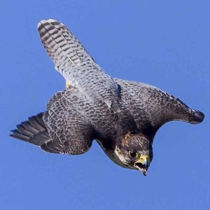 El halcón peregrino, el animal más veloz del mundo - Noticias de El ...