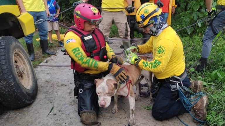Los socorristas de Comando de Salvamentos rescataron un perrito del río ...
