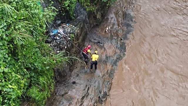 Los socorristas de Comando de Salvamentos rescataron un perrito del río ...
