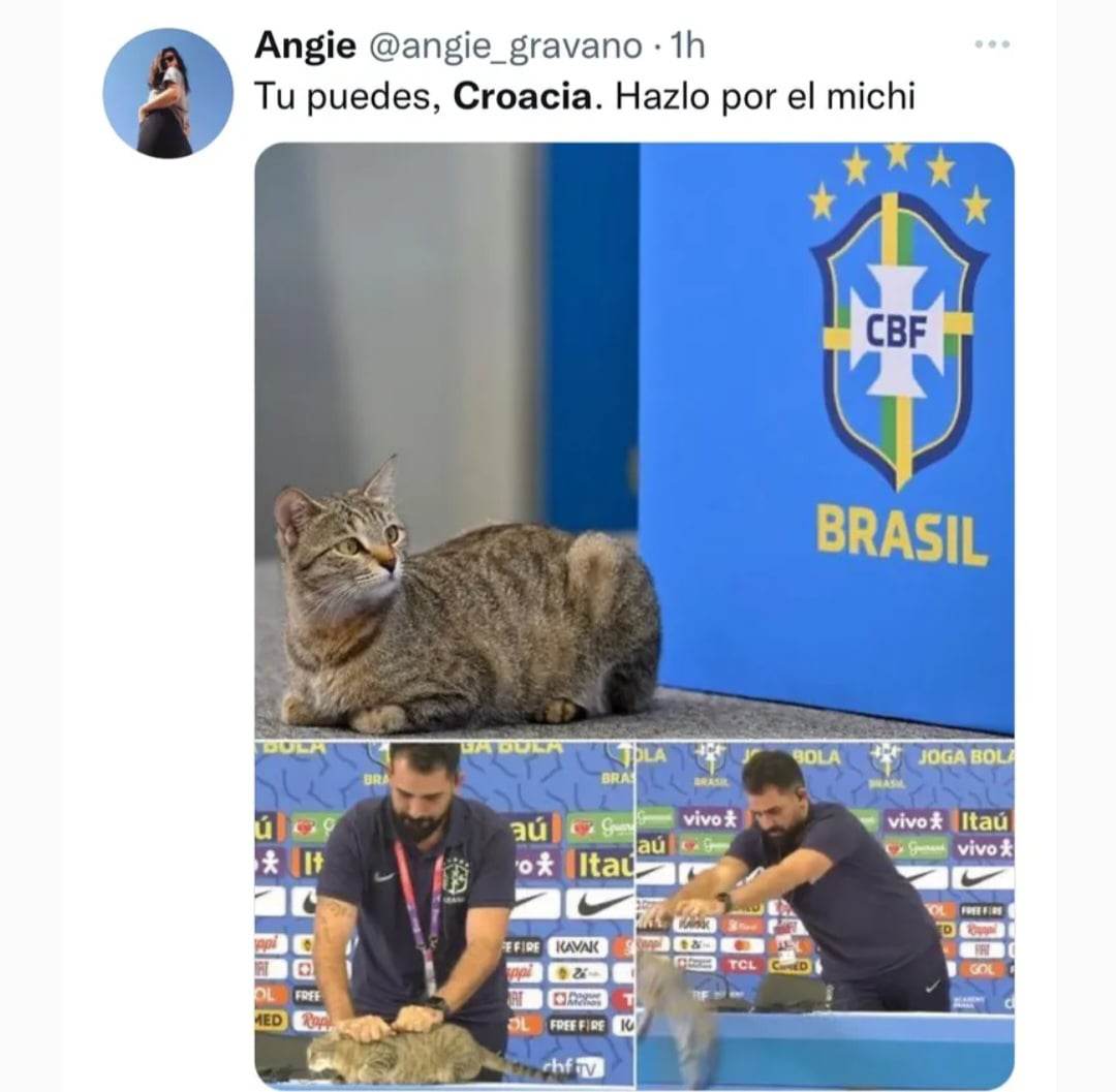 MEMES: El gato, el protagonista de las burlas a Brasil tras la ...