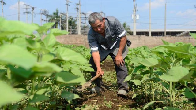 Conoce el campo de girasoles, el nuevo atractivo turístico en Opico - Noticias de El Salvador