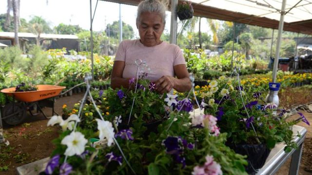 Conoce el campo de girasoles, el nuevo atractivo turístico en Opico - Noticias de El Salvador