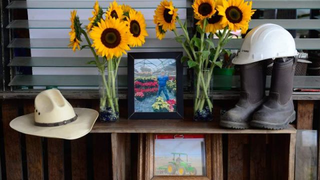 Conoce el campo de girasoles, el nuevo atractivo turístico en Opico - Noticias de El Salvador