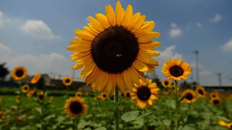 Conoce el campo de girasoles, el nuevo atractivo turístico en Opico - Noticias de El Salvador