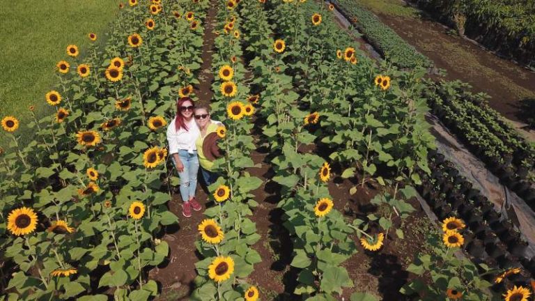 Conoce el campo de girasoles, el nuevo atractivo turístico en Opico - Noticias de El Salvador