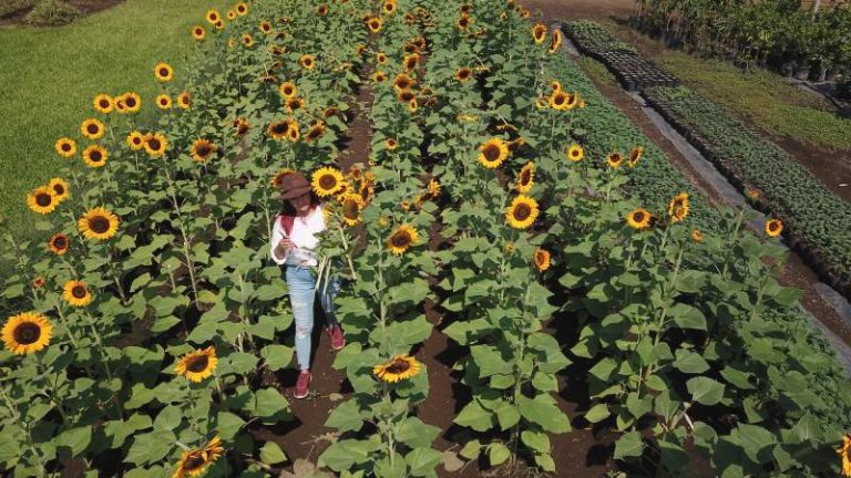 Conoce el campo de girasoles, el nuevo atractivo turístico en Opico - Noticias de El Salvador