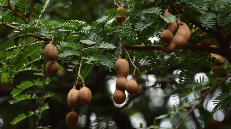 FOTOS: Conoce el cantón Amayón, hogar de los cultivos de tamarindo