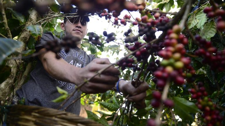 Buen precio exterior del café salvadoreño mejora exportación
