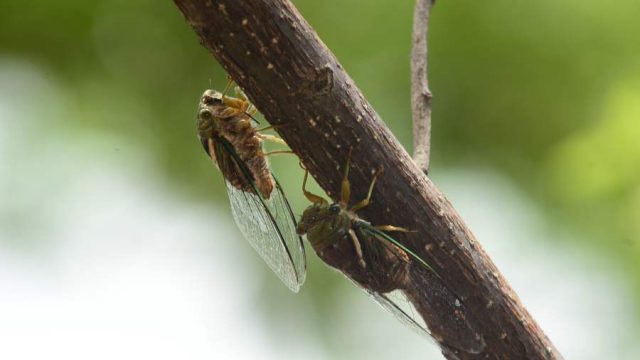 Chicharras, las infaltables de Semana Santa - Noticias de El Salvador