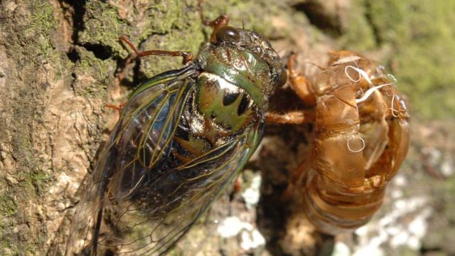 Chicharras, las infaltables de Semana Santa - Noticias de El Salvador