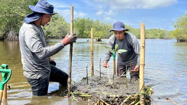 Chinampas, la técnica para restaurar zona de manglares más grande de El ...