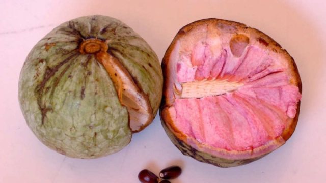 Anuncian Festival de la Anona en San Salvador Sur - Noticias de El Salvador